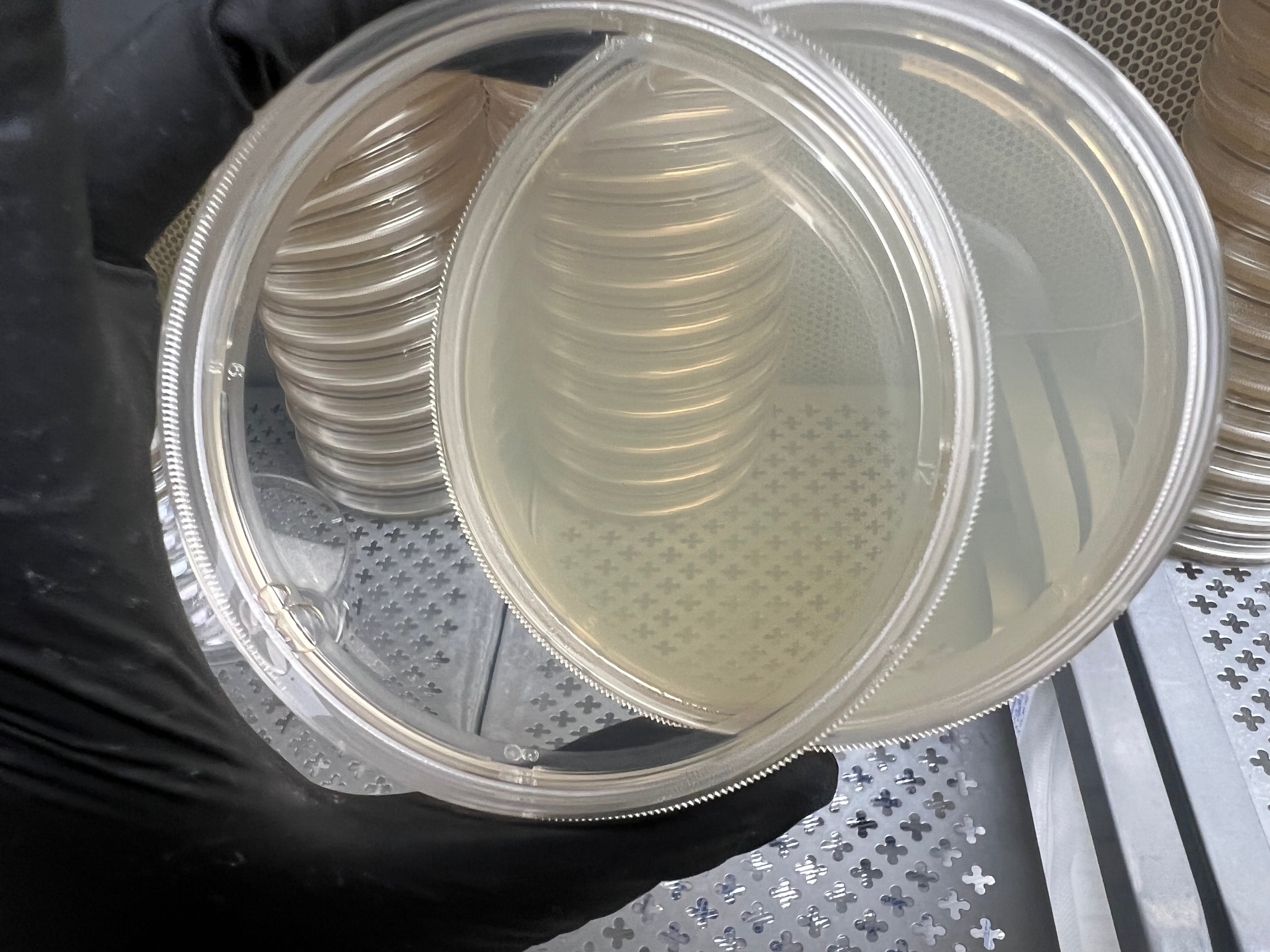 Mushroom Cultivation Petri Dishes 20 Pre-poured Petri Dishes – Ready-to ...